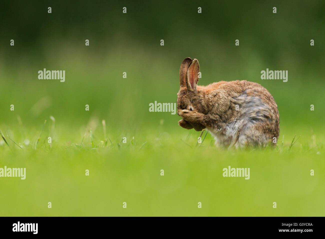 Rabbit Cleaning - UK Stock Photo - Alamy