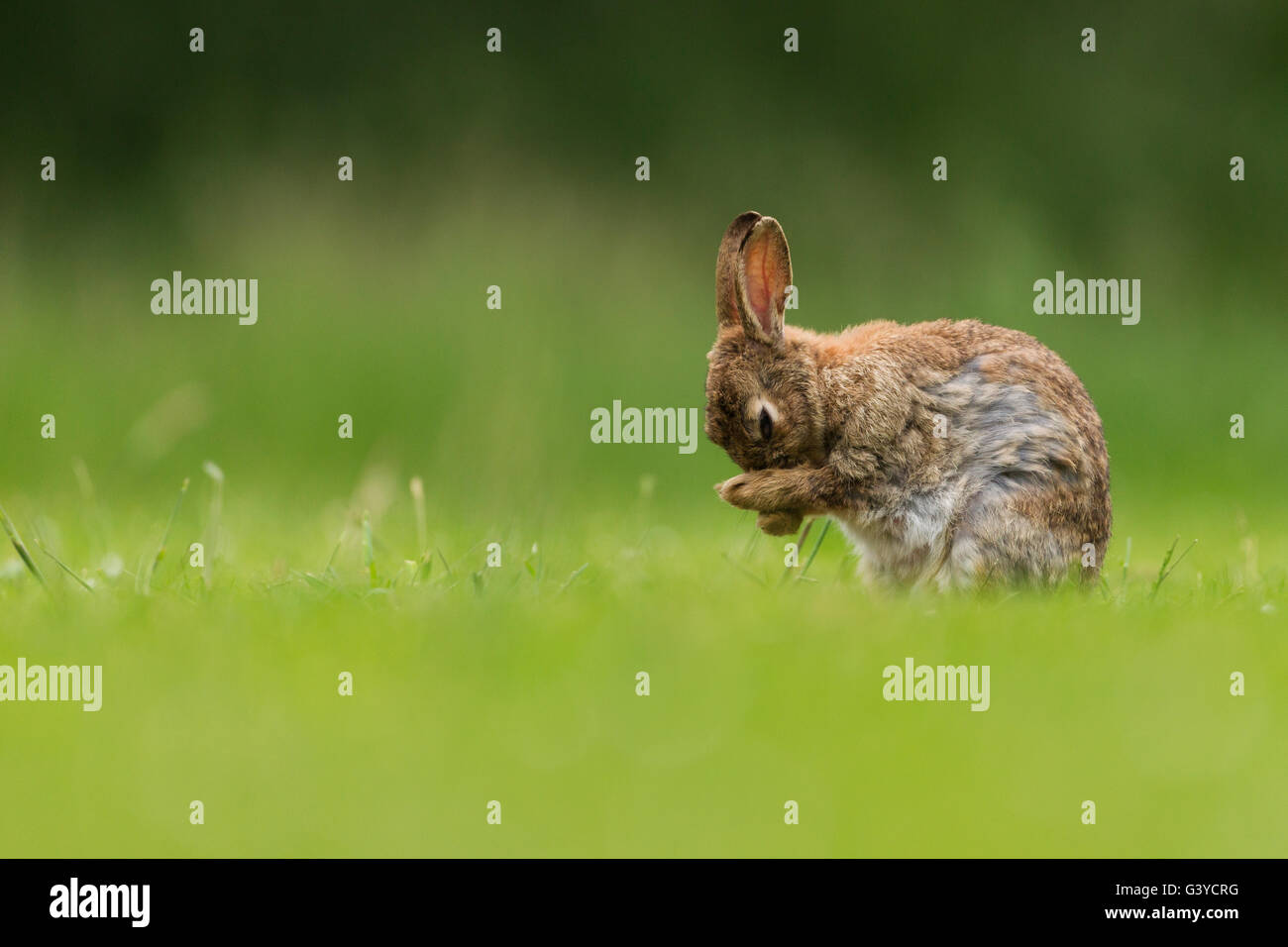 Wild Rabbit Uk Stock Photos & Wild Rabbit Uk Stock Images - Alamy