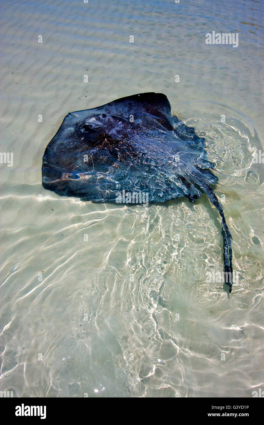 breed fish in the blue lagoon relax of sian kaan mexico Stock Photo - Alamy