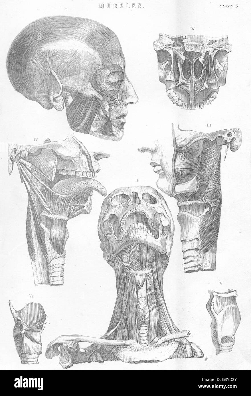 Engraved anatomy Black and White Stock Photos & Images - Alamy