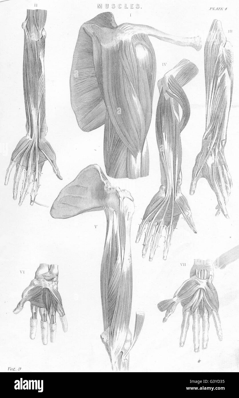 Engraved anatomy Black and White Stock Photos & Images - Alamy