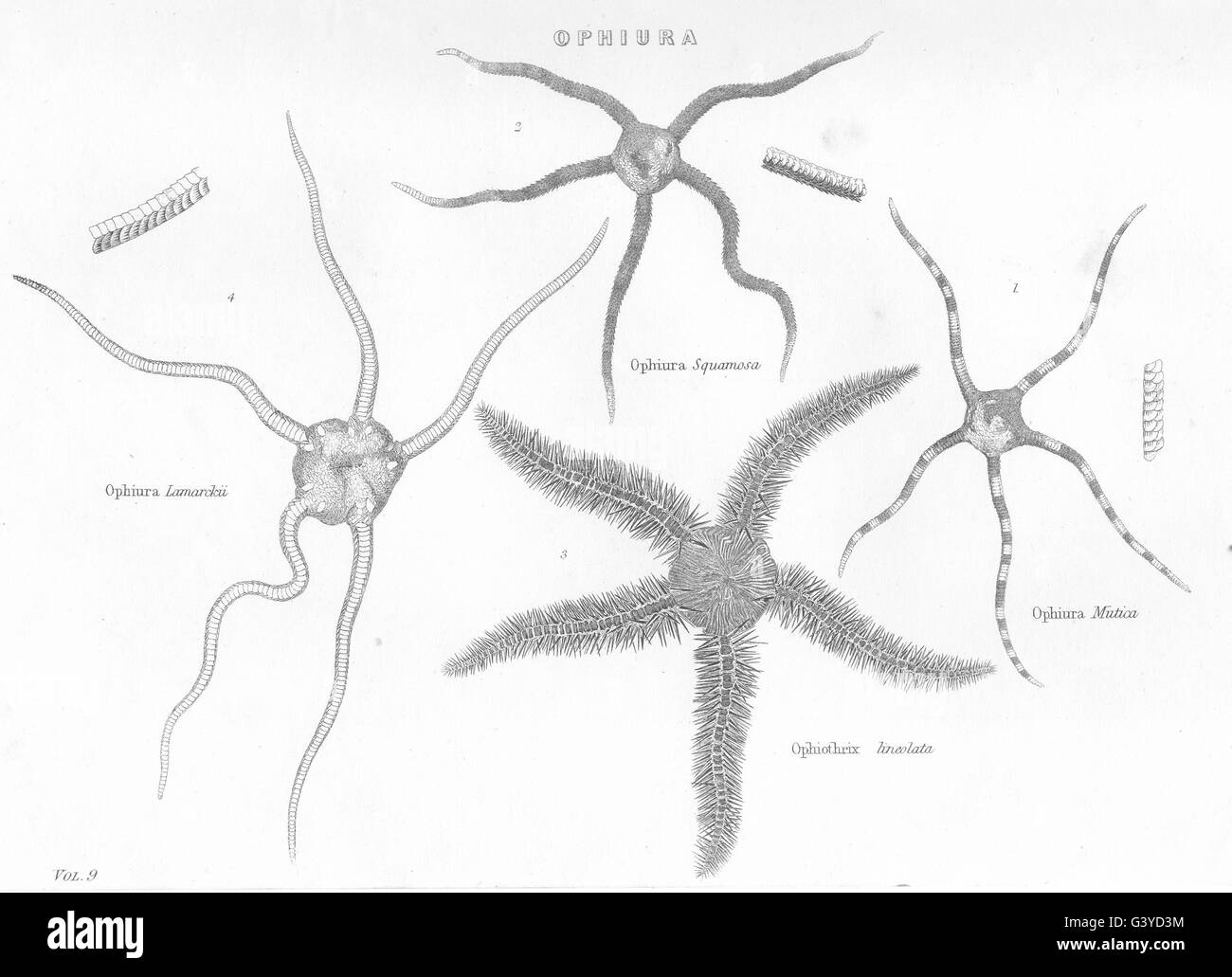 SEA STARS: Ophiura. Mutica; 2. Squamosa. Ophiothrix lineolata ...