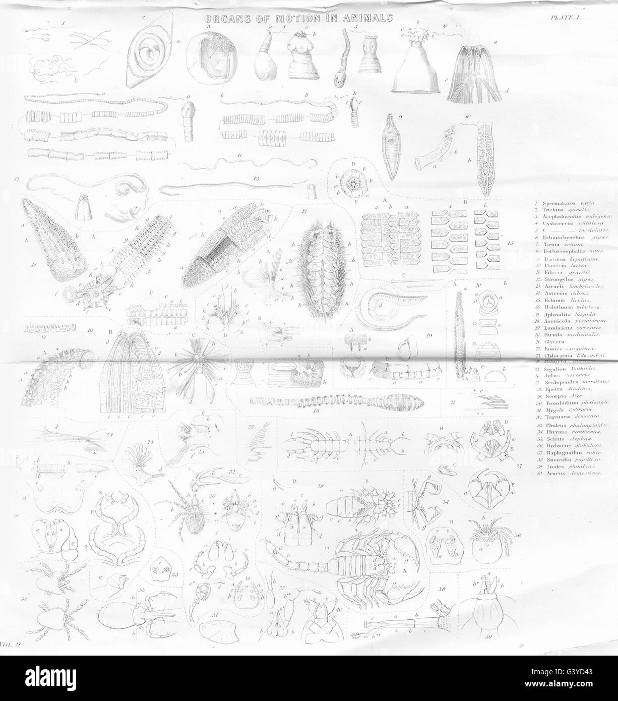 ANIMALS: Organs of Motion in Animals (1) , antique print 1800 Stock ...