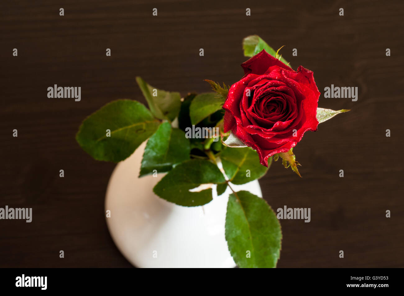 Lonely Red Rose High Resolution Stock Photography and Images - Alamy
