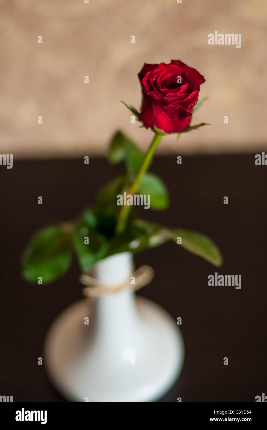Lonely red rose hi-res stock photography and images - Alamy