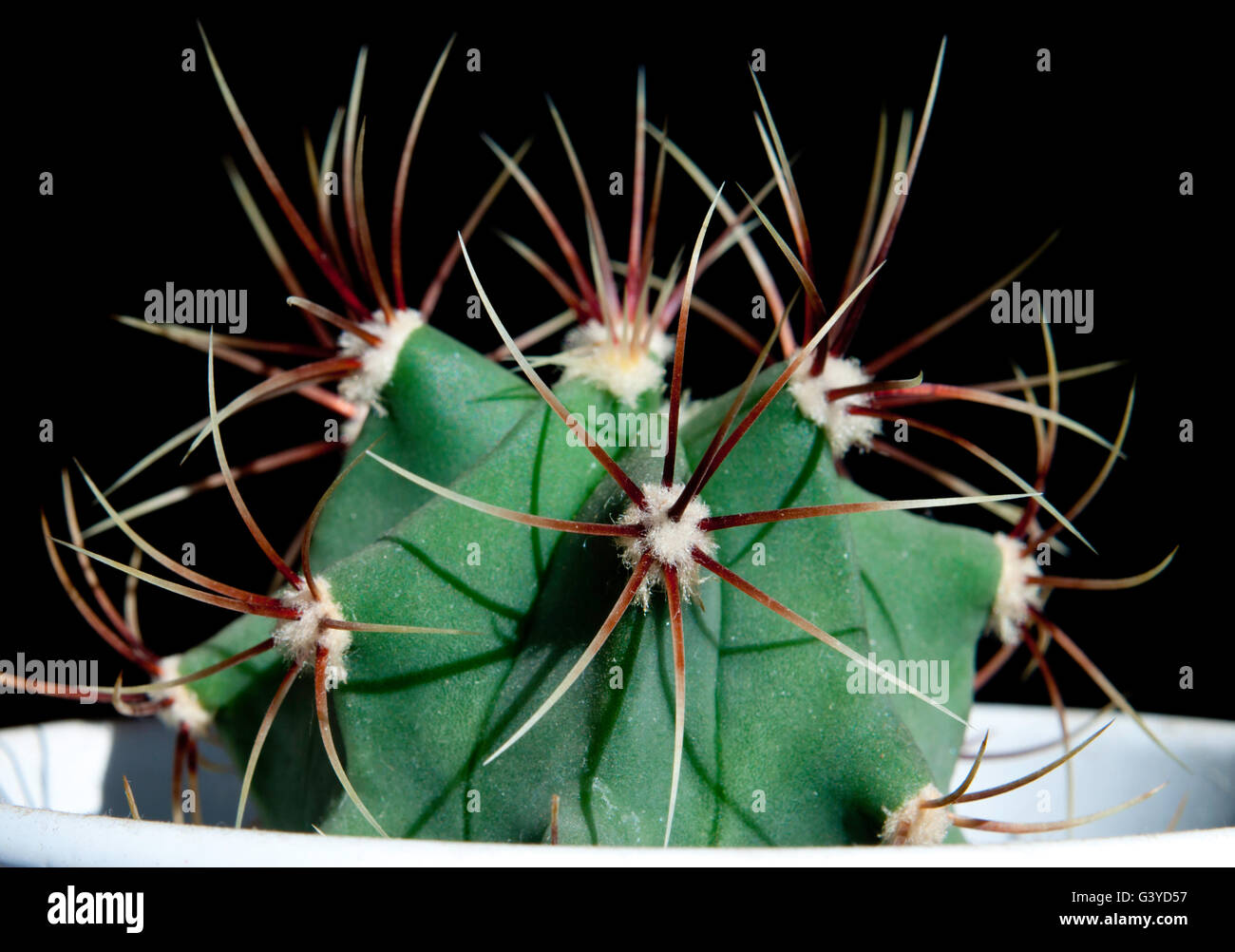 The cactus in the pot with perfect needles Stock Photo - Alamy