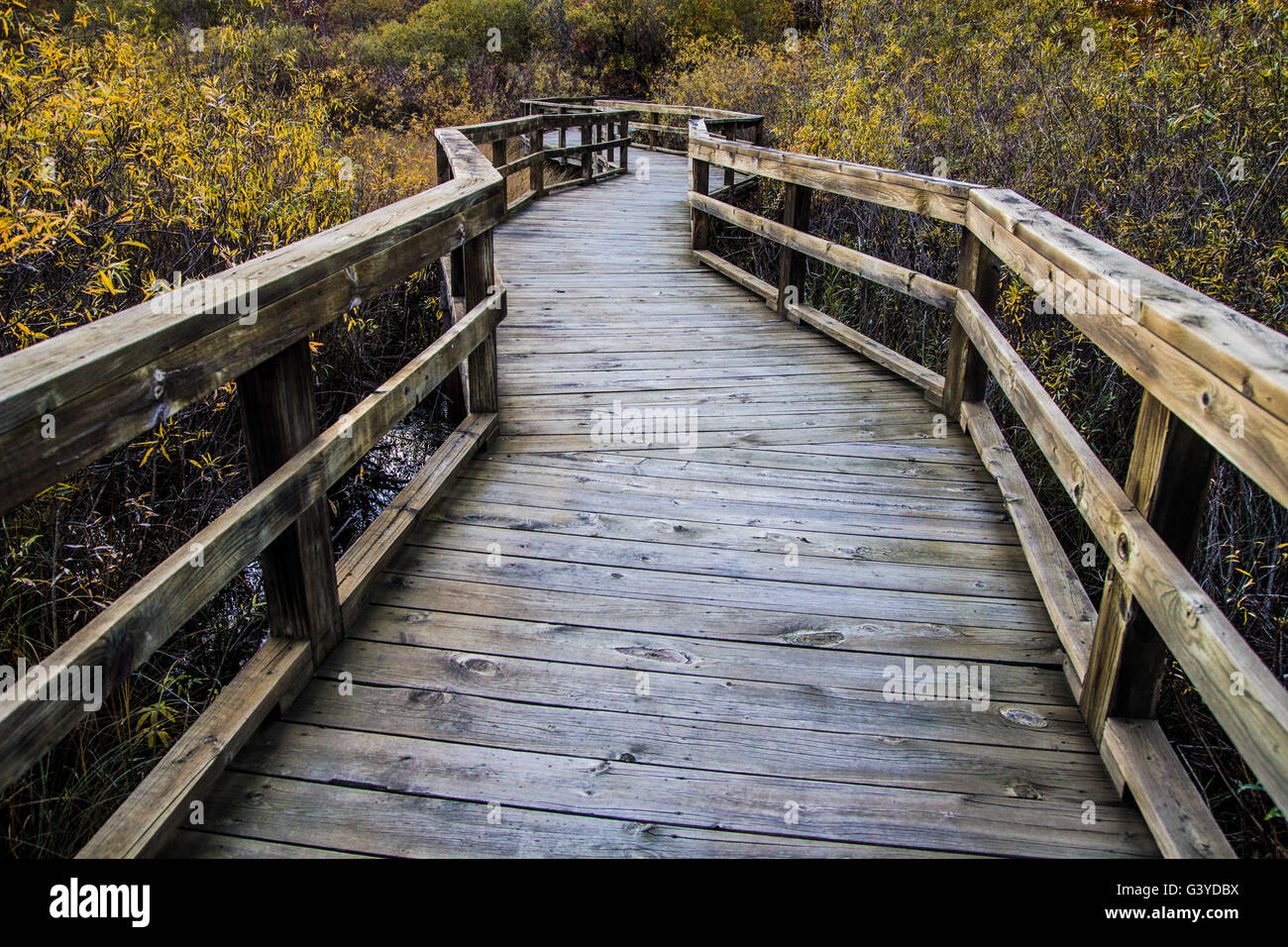 Winding Boardwalk Path Through The Wetlands. Winding boardwalk trail ...