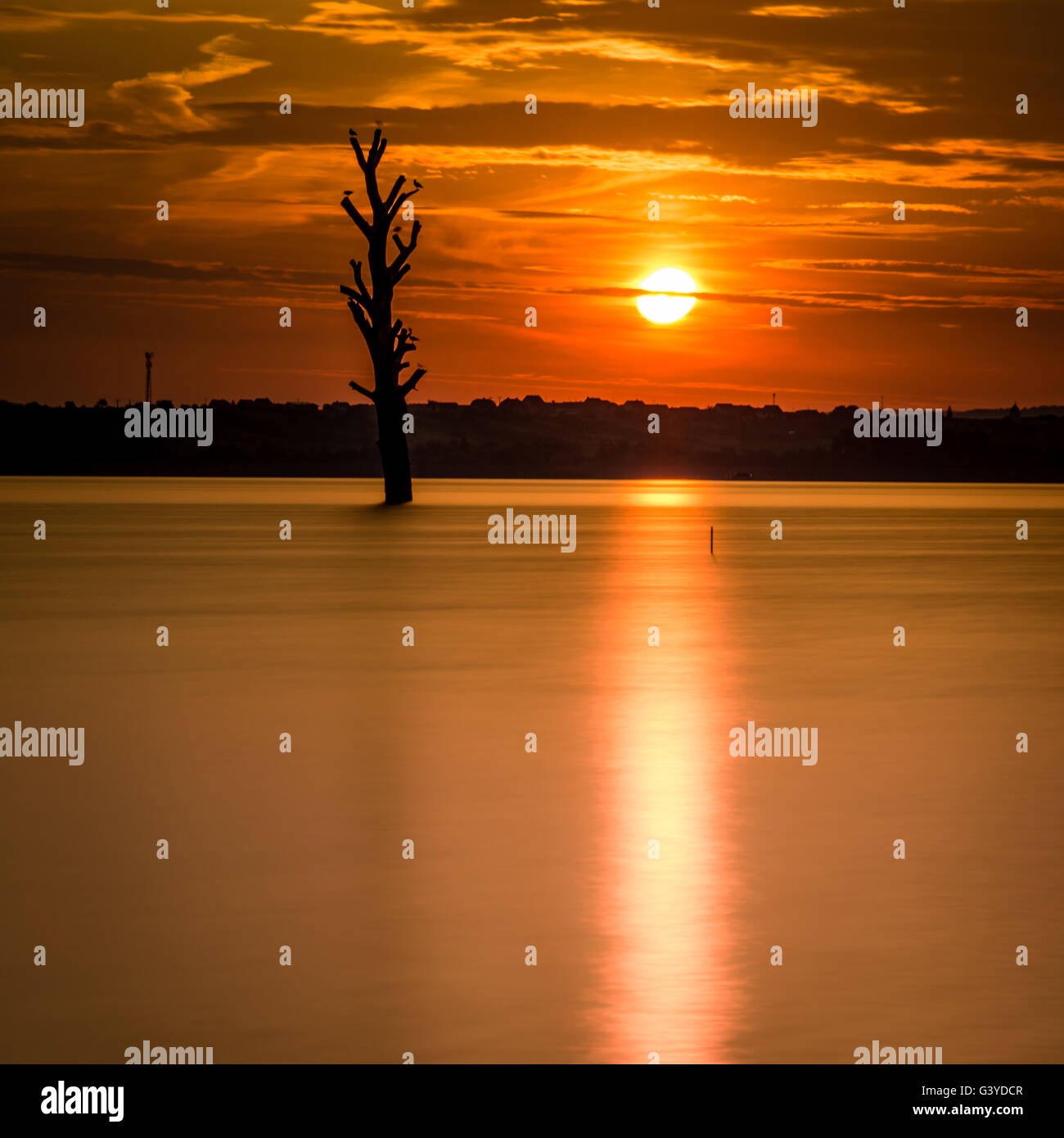 Beautiful gold sunrise reflection on lake and dry tree very long ...
