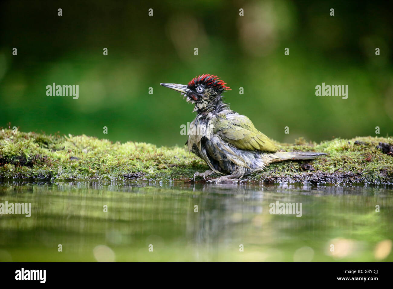 Green woodpecker, Picus viridis, single bird in water, Hungary, May ...