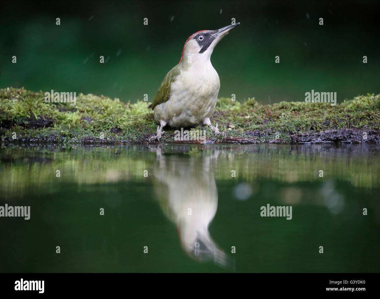 Green woodpecker, Picus viridis, single bird in water, Hungary, May ...