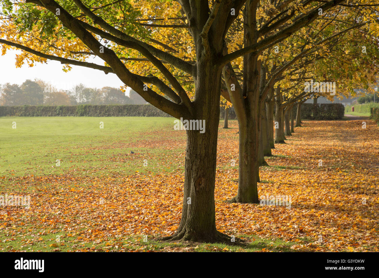 Autumn leaves in fall, Park in Stevenage, Hertfordshire, United Kingdom ...