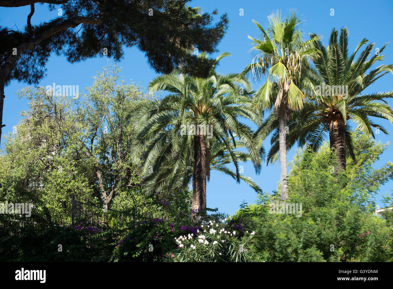 Italian riviera palm trees hi-res stock photography and images - Alamy