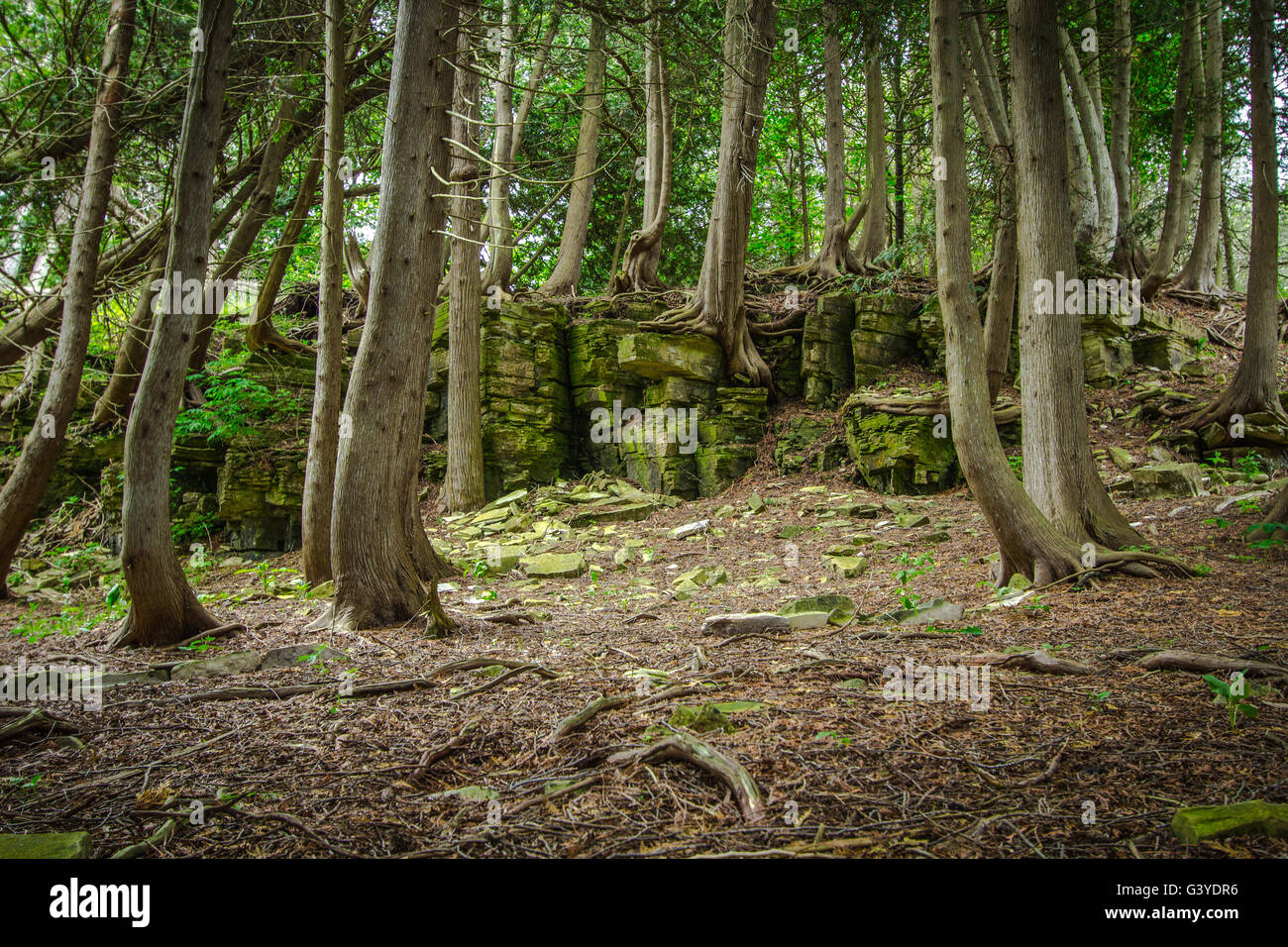 Ancient cedar trees stubbornly cling to a rock face in the forests of ...