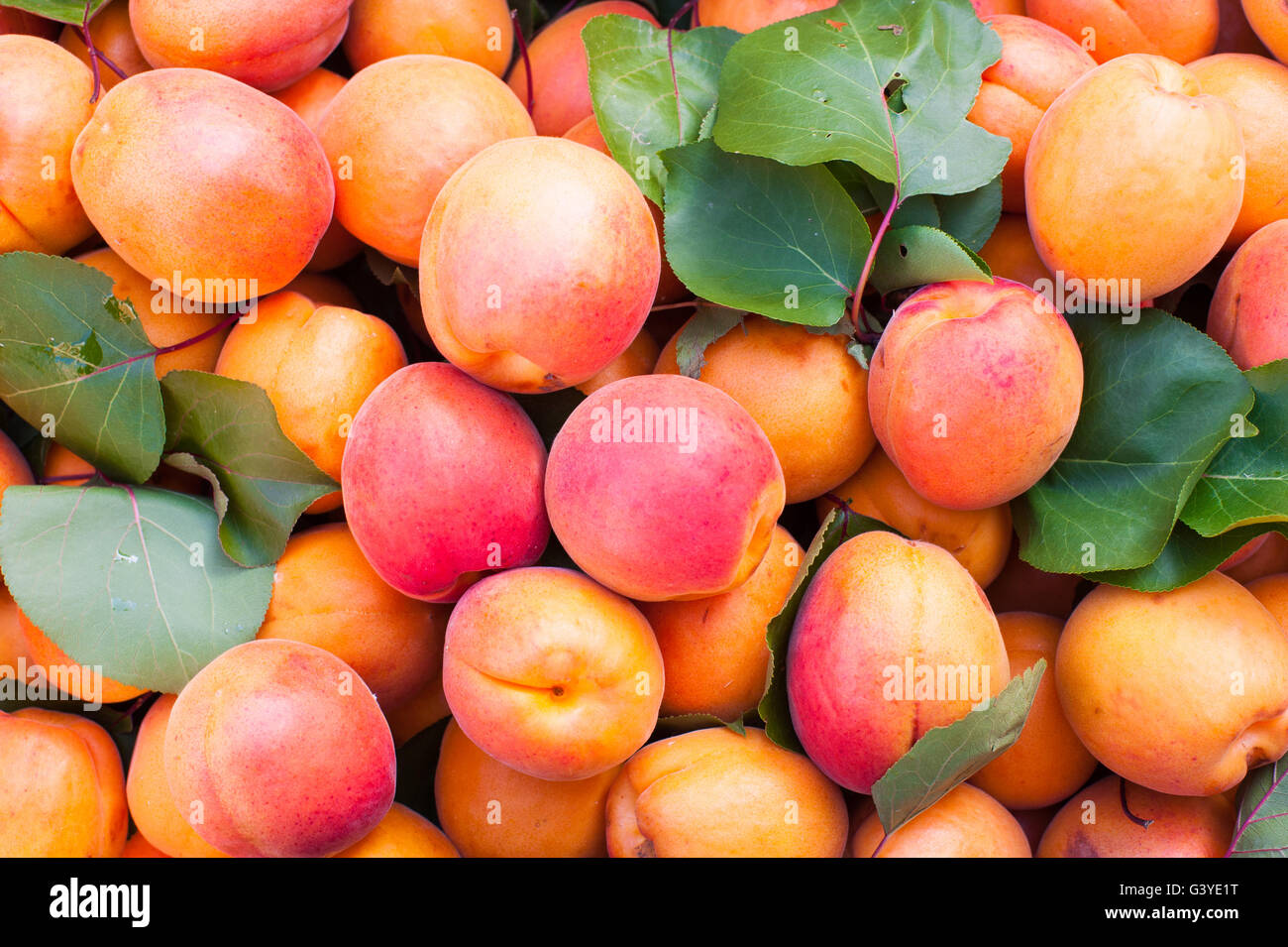 View from the top of apricot fruit red and orange with green leaves ...