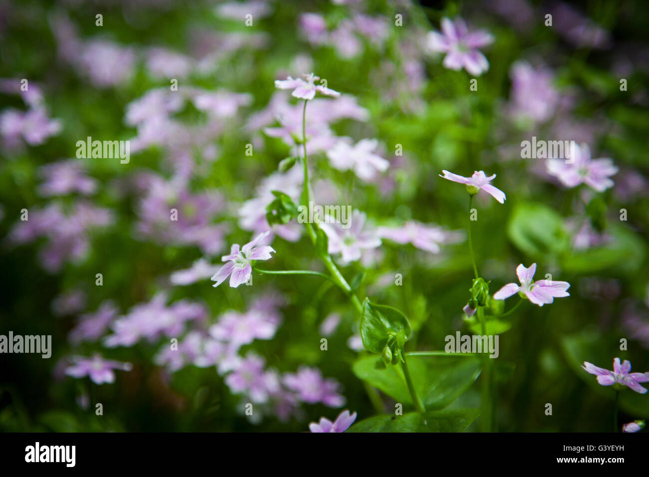 Wild Flower meadow, England, UK Stock Photo - Alamy