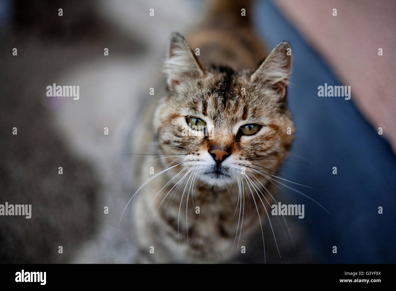Cat looking at the camera Stock Photo - Alamy