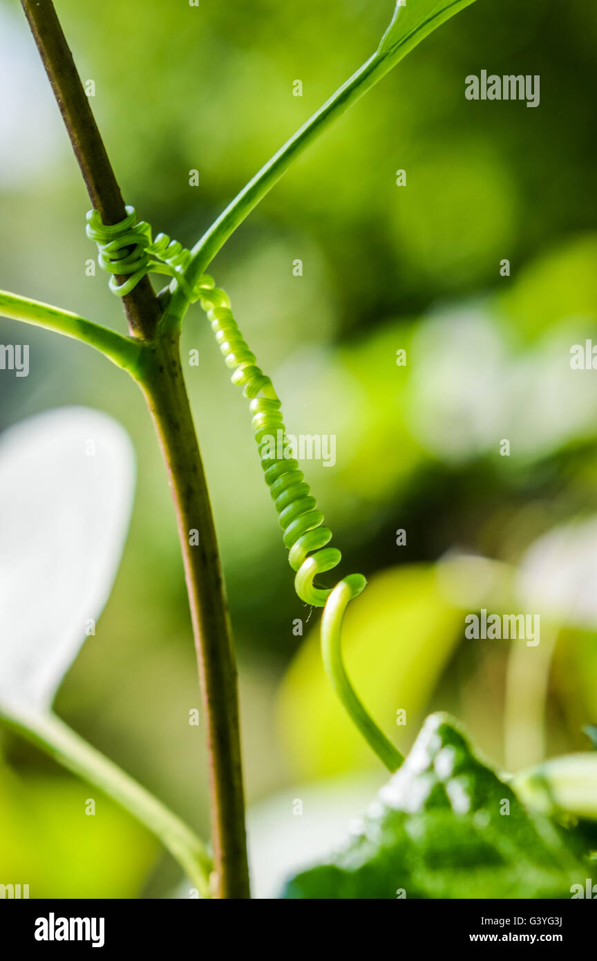 Creeper tendril holding a twig Stock Photo - Alamy