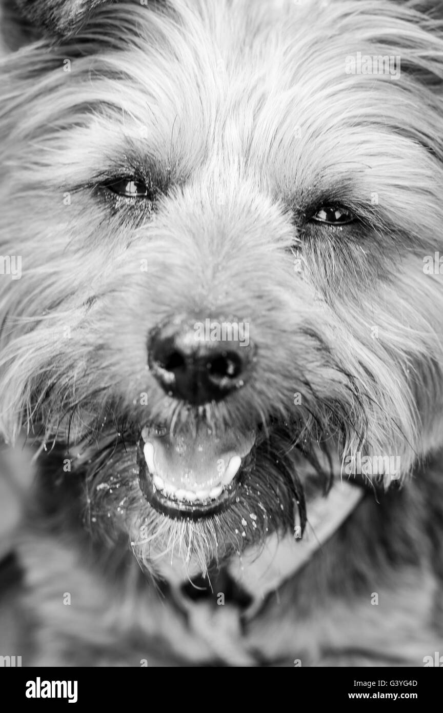 Yorkshire funny Black and White Stock Photos & Images - Alamy