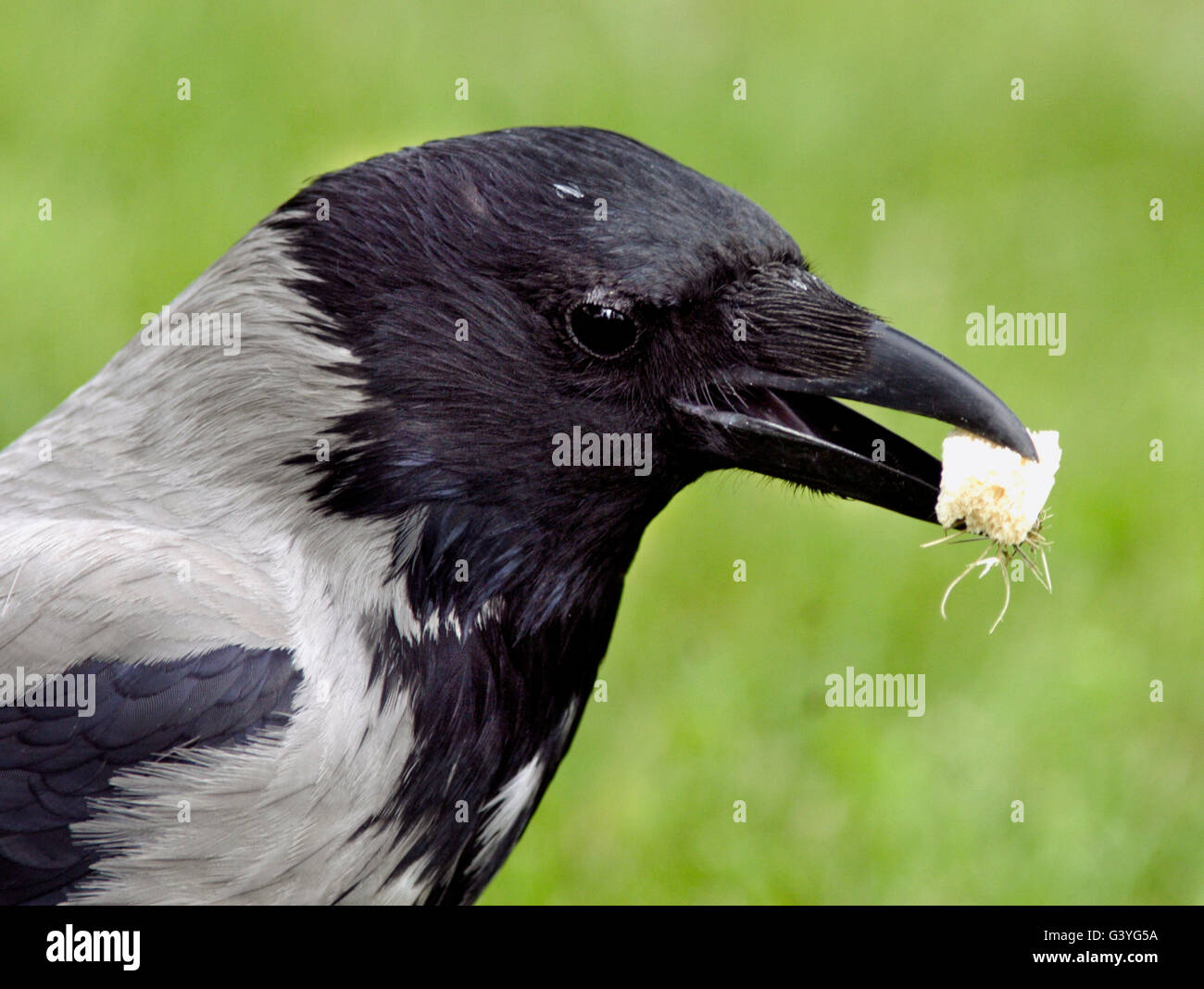 Crow and bread hi-res stock photography and images - Alamy