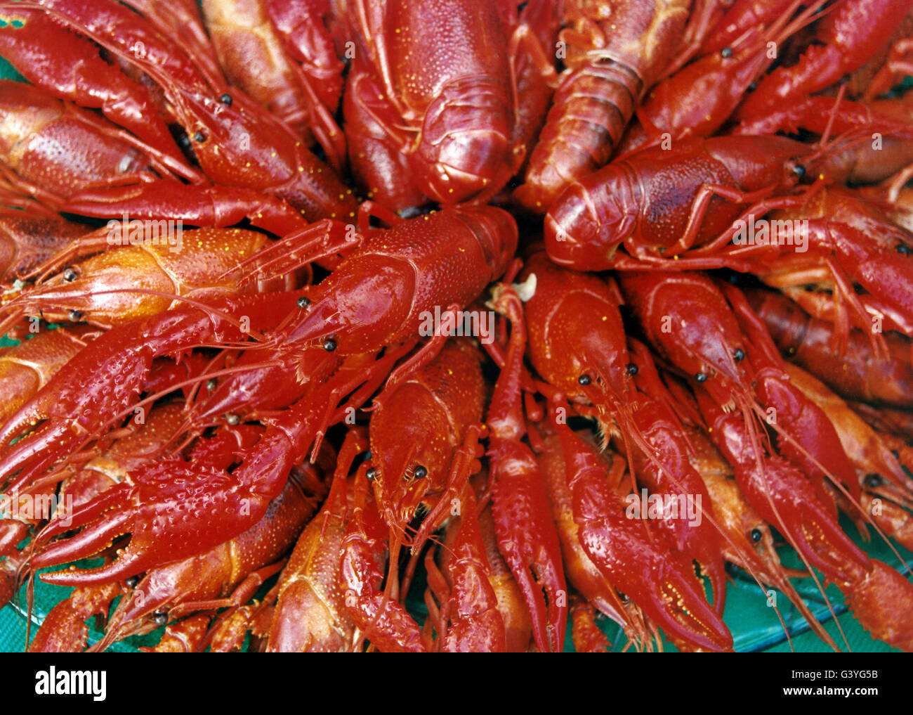 Crayfish party dill sweden hi-res stock photography and images - Alamy