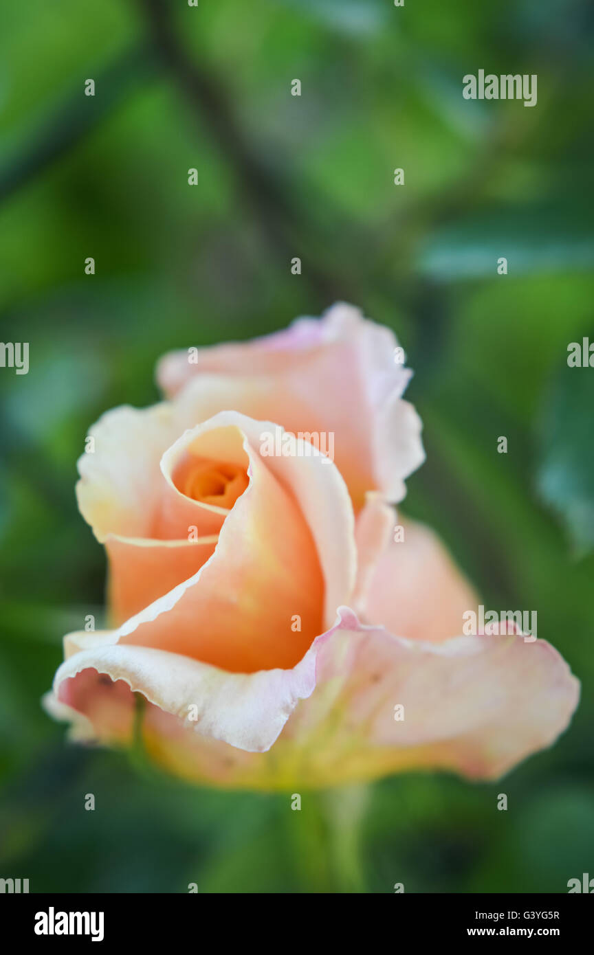 elegant variegated pink and yellow rose Stock Photo - Alamy
