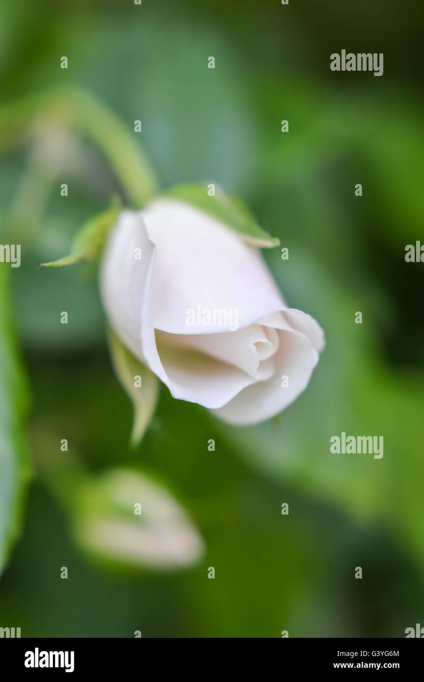 elegant white rose bud Stock Photo - Alamy