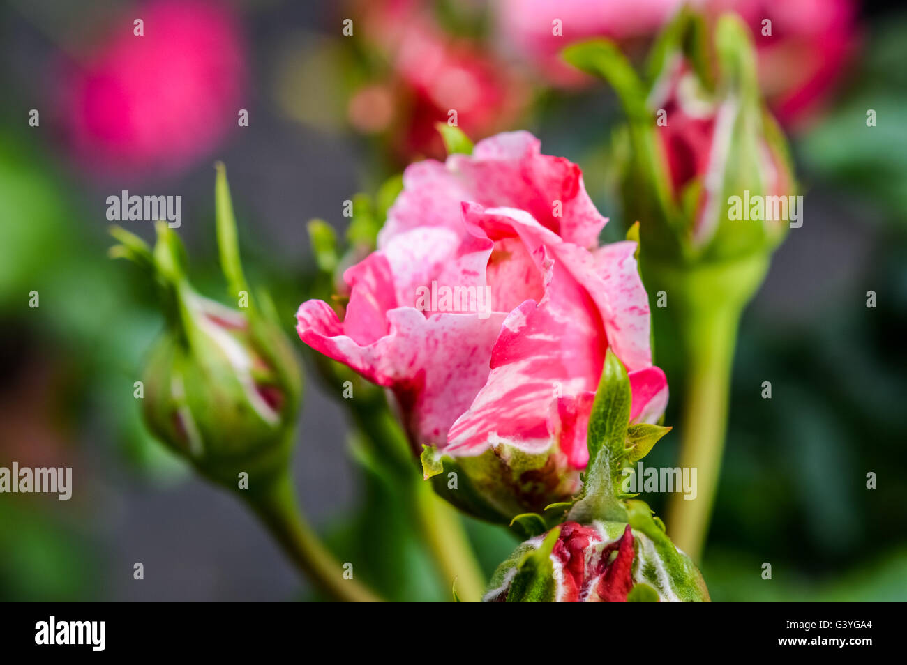 beautiful variegated pink and white striped roses Stock Photo - Alamy