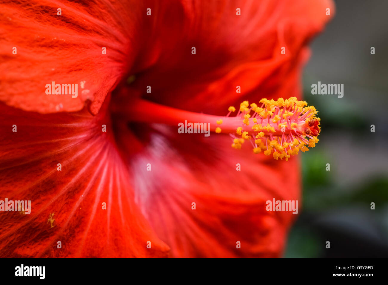 Hibiscus Stigma Stock Photos & Hibiscus Stigma Stock Images - Alamy