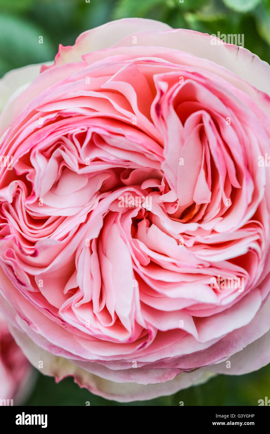 Rose Sepal Stock Photos & Rose Sepal Stock Images - Alamy