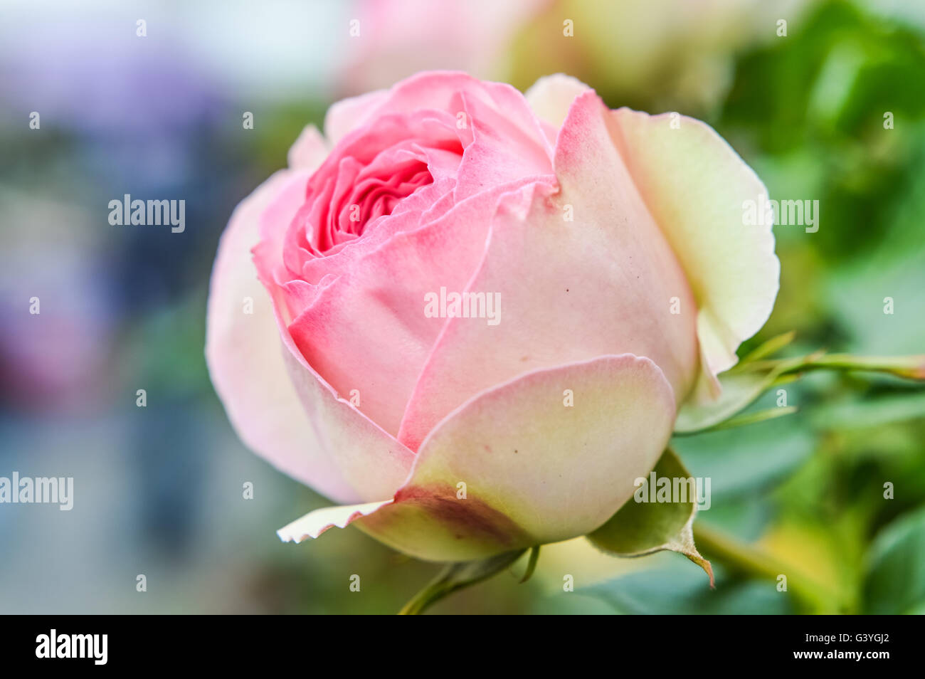 Variegated pink yellow rose hi-res stock photography and images - Alamy