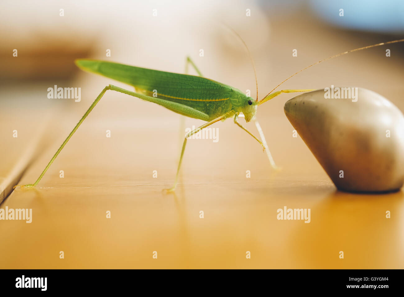 Leaping insect catching hi-res stock photography and images - Alamy