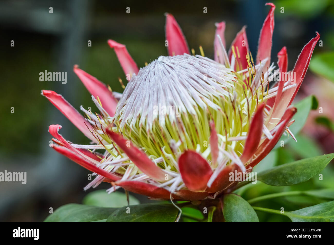 beautiful protea flower Stock Photo - Alamy