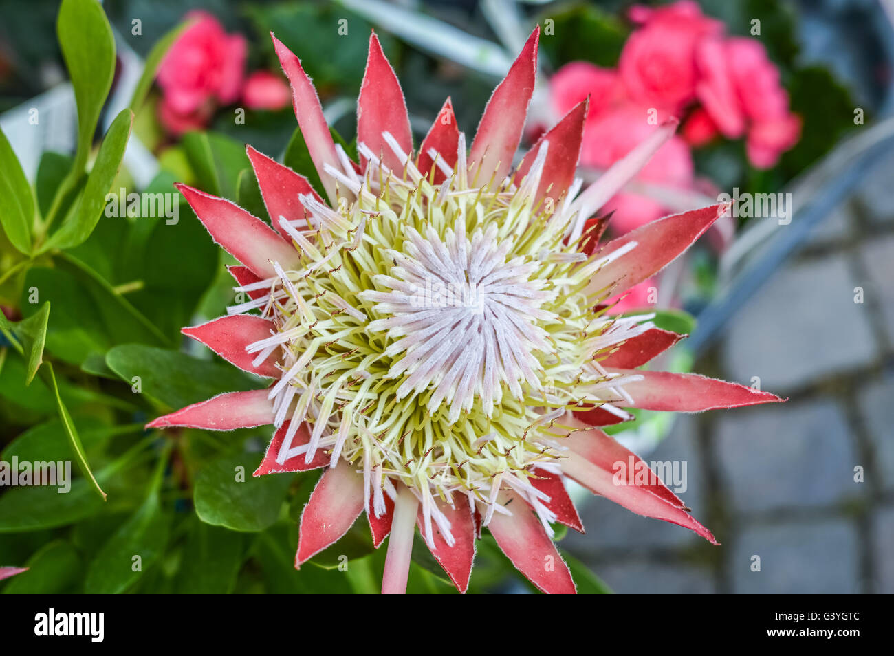 beautiful protea flower close up Stock Photo - Alamy