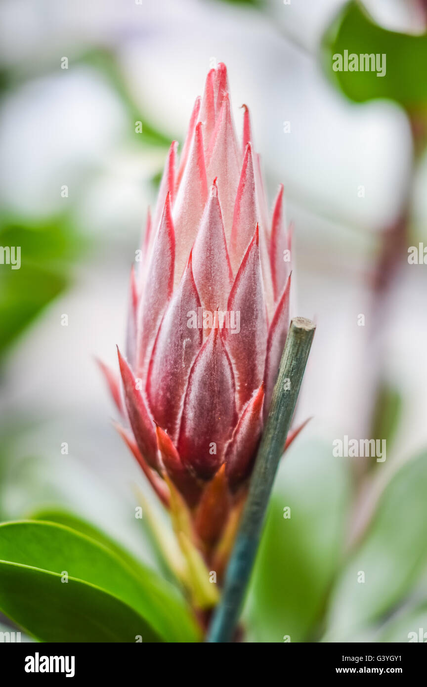 protea flower bud close up Stock Photo - Alamy