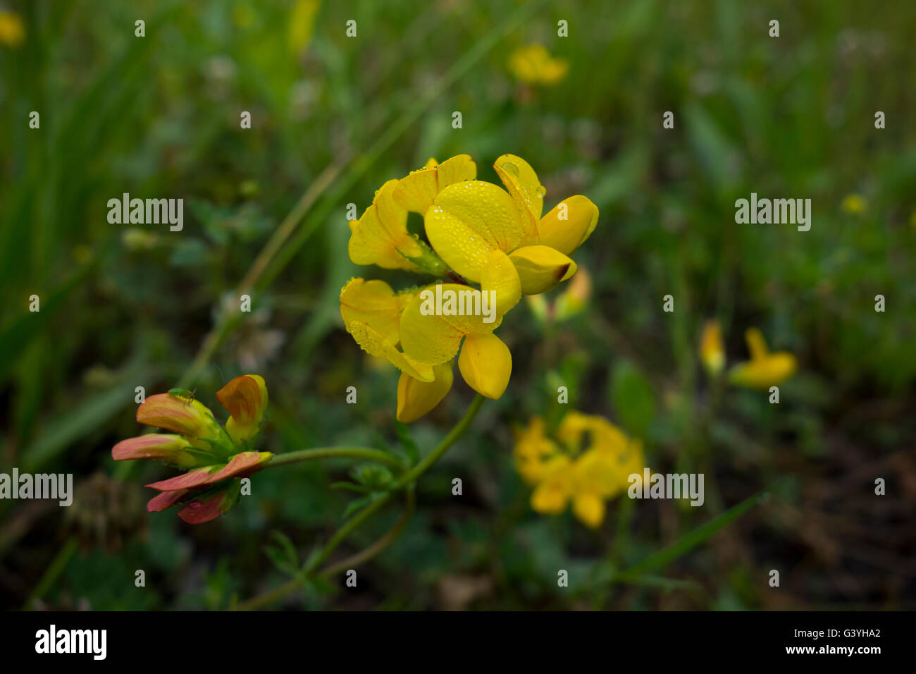 Bird's foot trefoil, Lotus corniculatus, a common field flower of ...