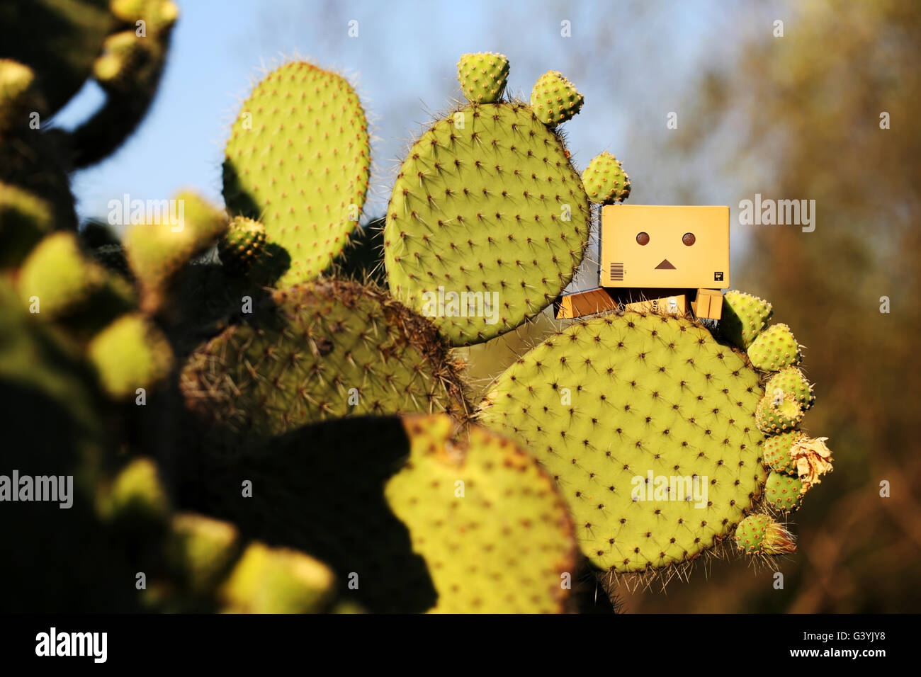 A Danbo Danboard fictional Robot Character hiding in amongst a cactus ...
