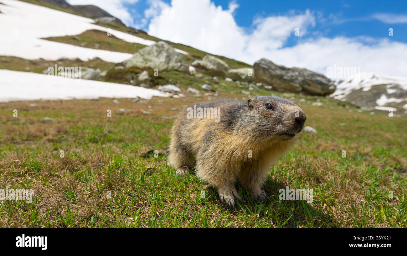 Close up of a cute young funny marmot, looking at camera, front view ...
