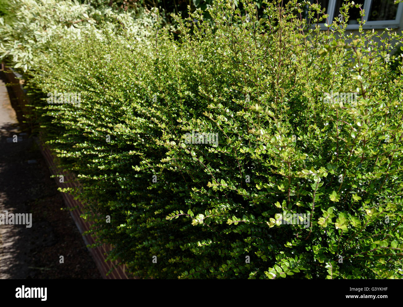 Overgrown garden uk hi-res stock photography and images - Alamy