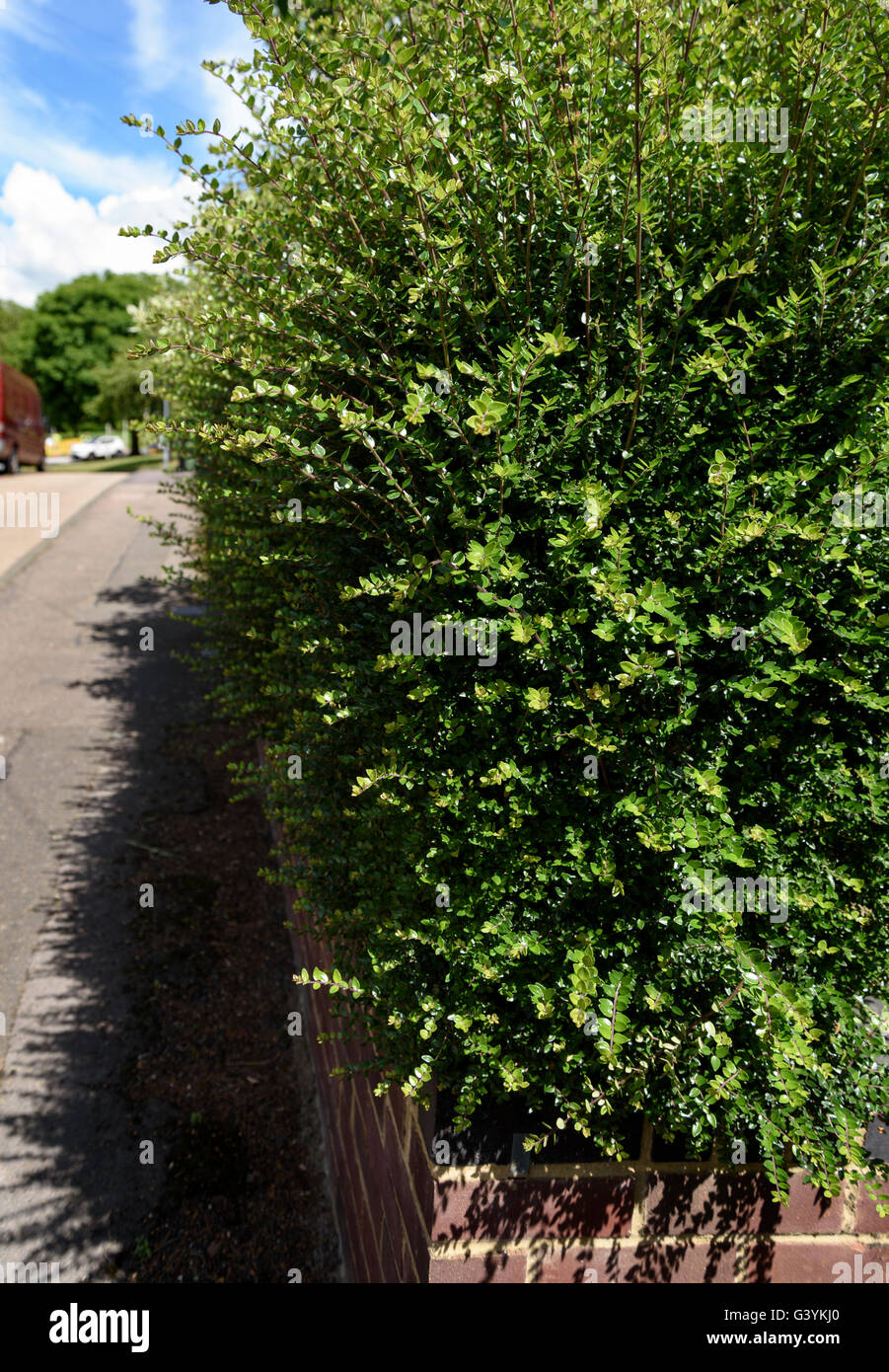 Overgrown garden uk hi-res stock photography and images - Alamy