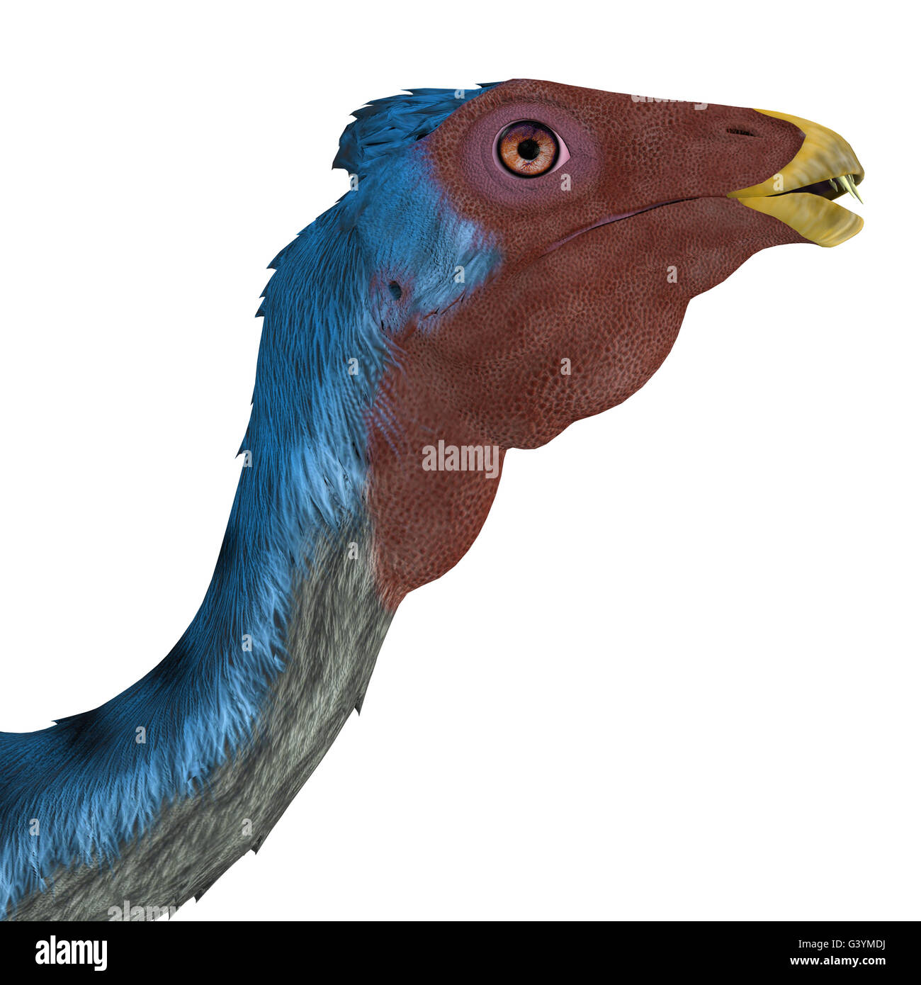 Raptor feathers dinosaur hi-res stock photography and images - Alamy
