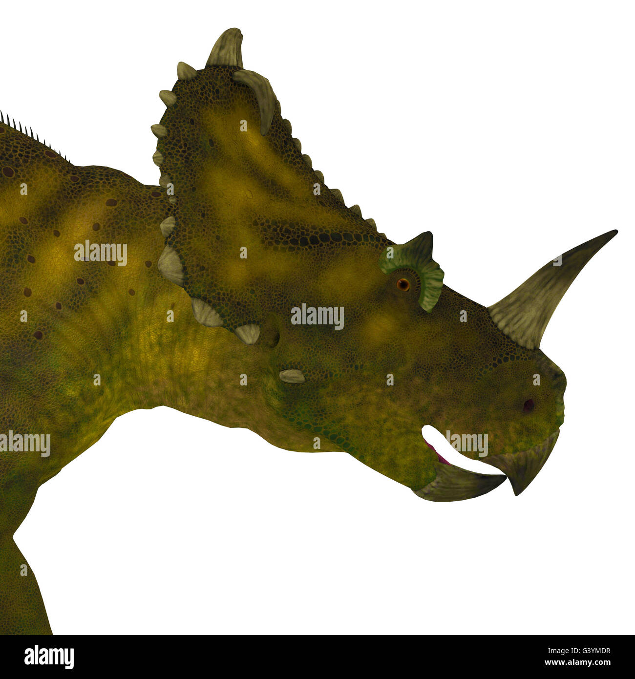 Ceratopsid hi-res stock photography and images - Alamy