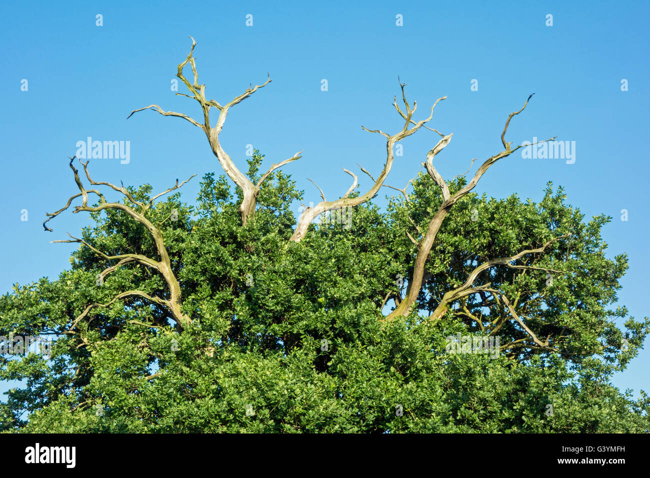 Stag horn oak tree, Aldreth, Cambridgeshire, England Stock Photo - Alamy