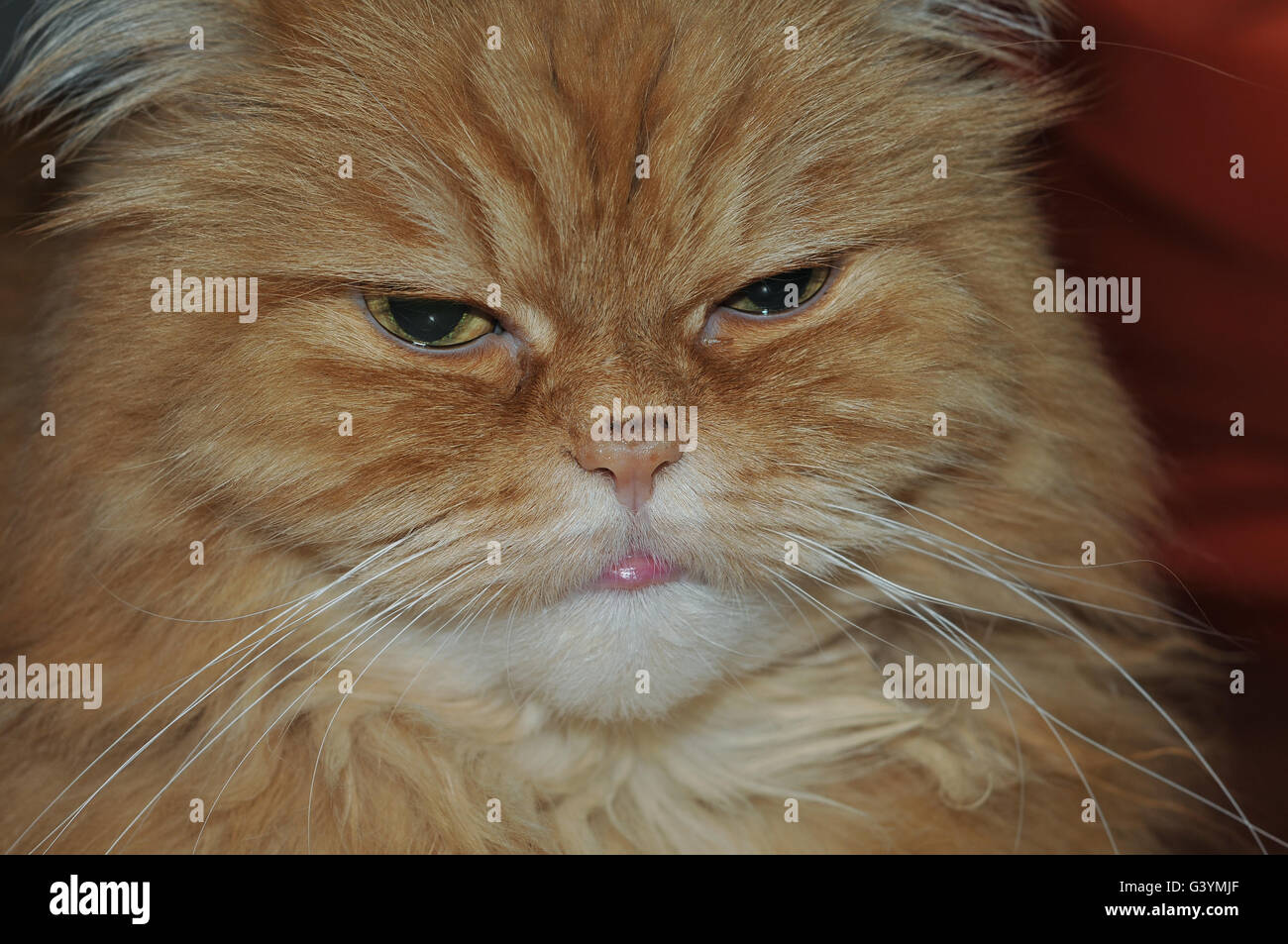 Close view of cat face Stock Photo - Alamy