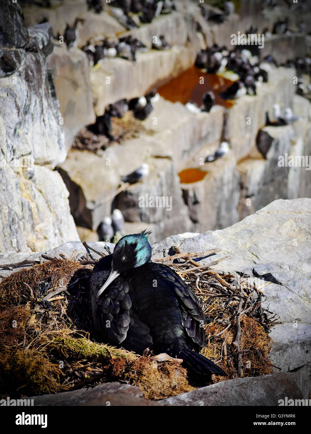 A European shag sits on its nest in the Farne Islands, Northumberland ...