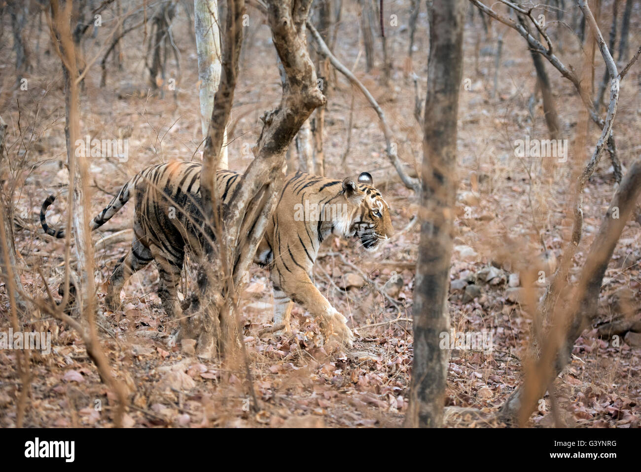 Bengal tiger eating hi-res stock photography and images - Alamy