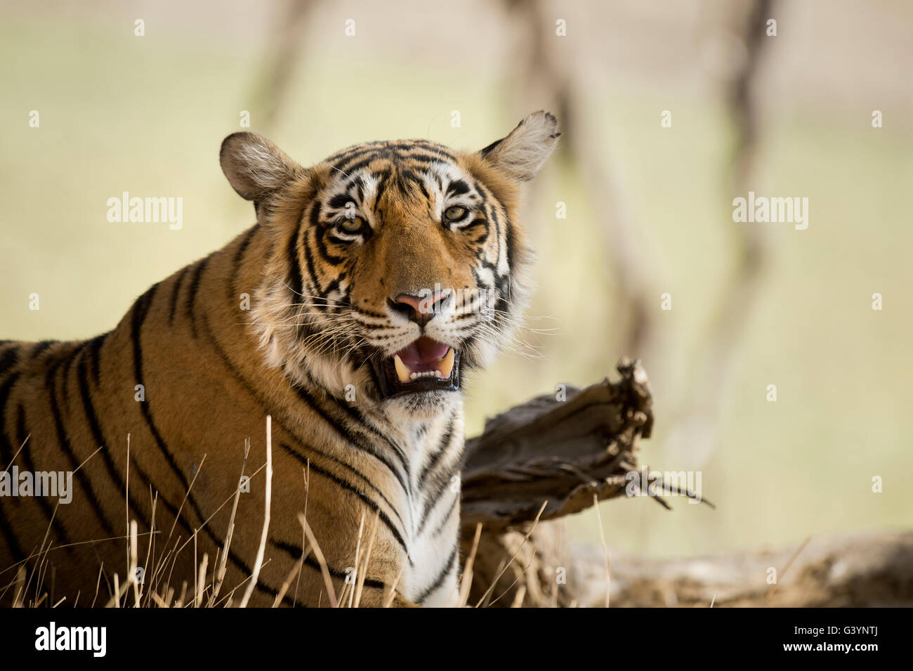 Bengal tiger eating hi-res stock photography and images - Alamy