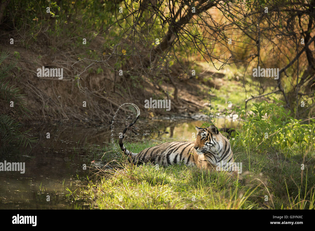 Royal Bengal tiger Stock Photo - Alamy