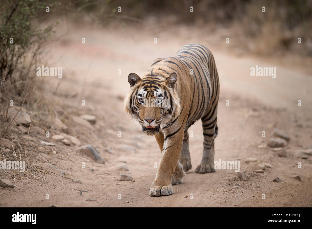 Bengal tiger eating hi-res stock photography and images - Alamy