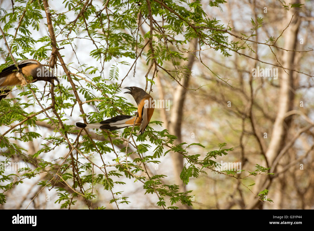 Indian Tree Pie Stock Photo - Alamy