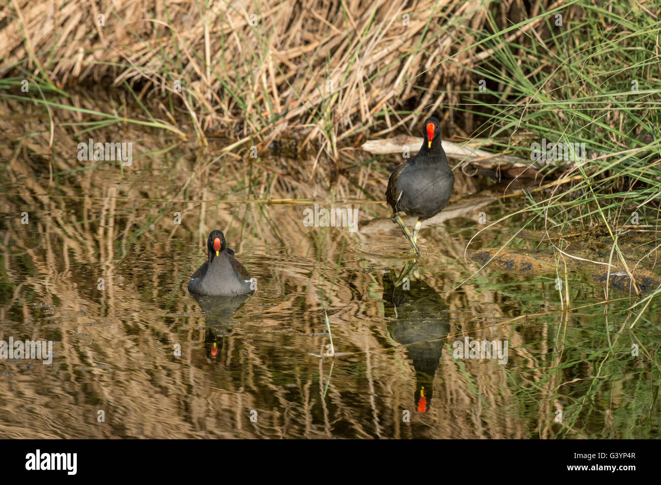 Big moorhen hi-res stock photography and images - Alamy